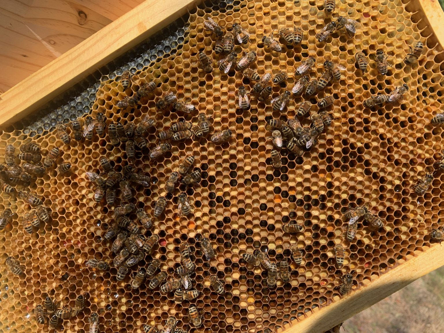 Types of Comb and What They Tell Us About Our Bees - Backyard Beekeeping